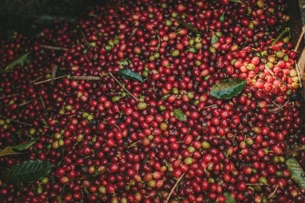 Processo de produção do café: como funciona?